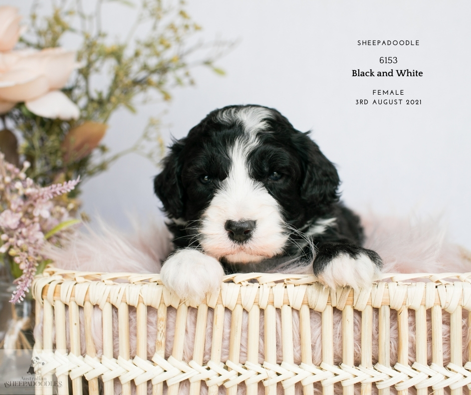 991003001046153 | Australian Sheepadoodles Australia