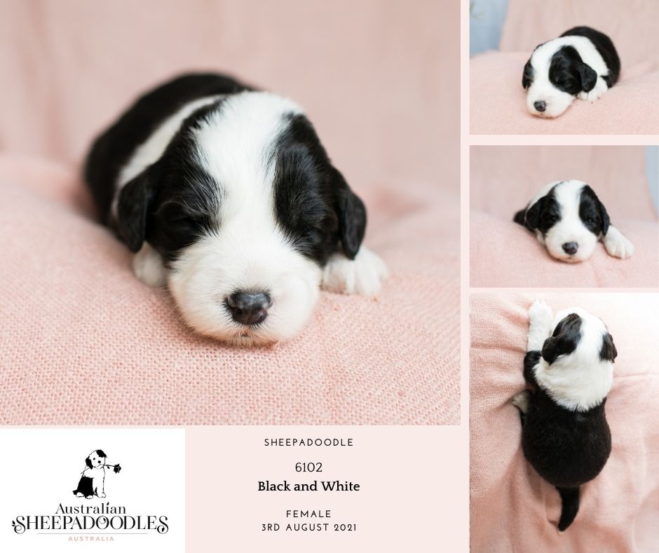 991003001046102 | Australian Sheepadoodles Australia