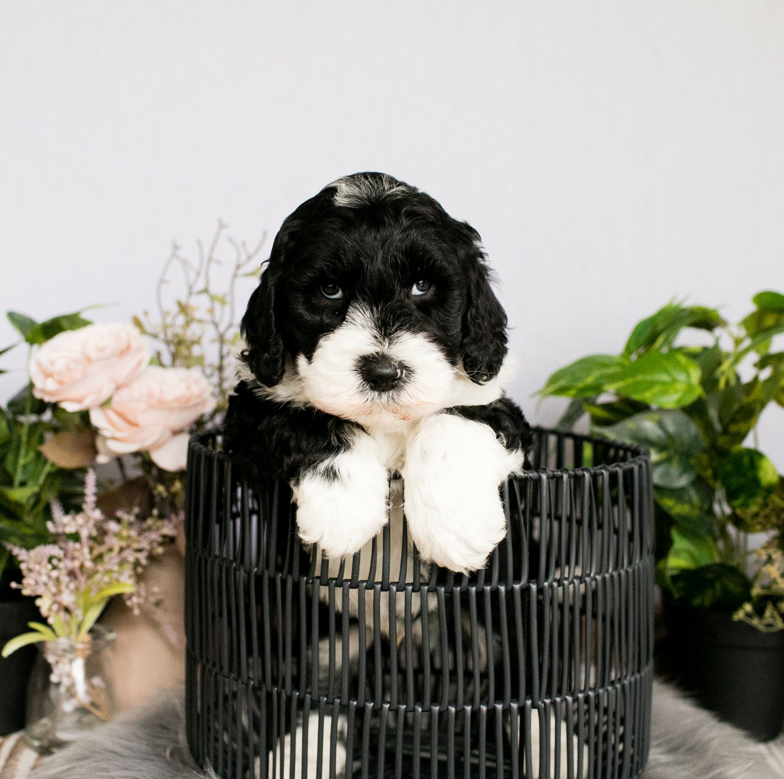 991003001046062 | Australian Sheepadoodles Australia