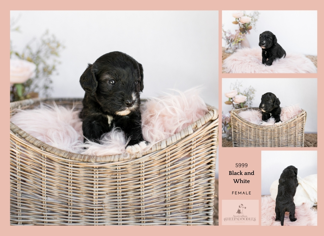 991003001548417 | Australian Sheepadoodles Australia