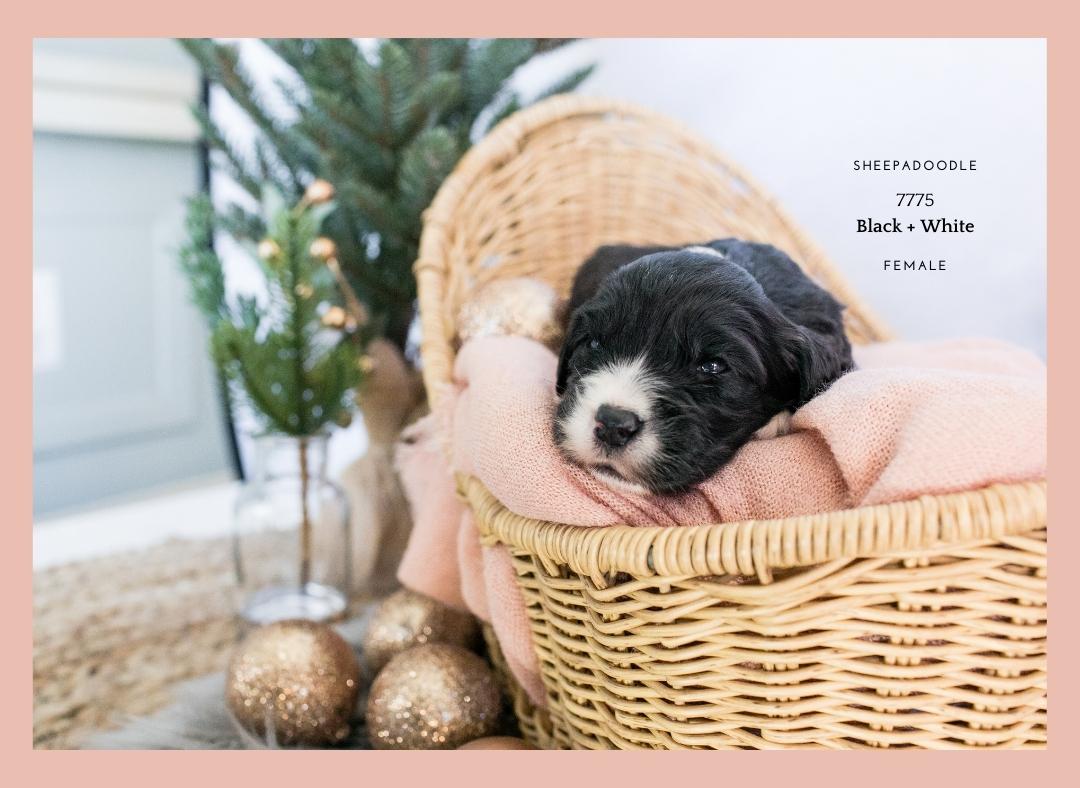 991003001547775 | Australian Sheepadoodles Australia