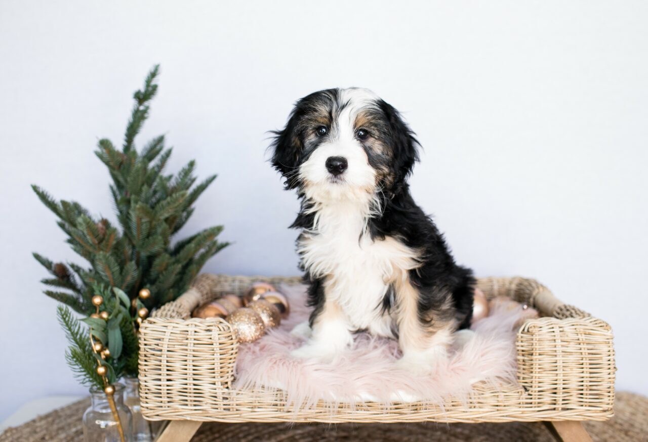 991003001548453 | Australian Sheepadoodles Australia