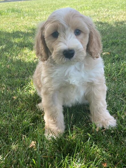 991003001786675 | Australian Sheepadoodles Australia