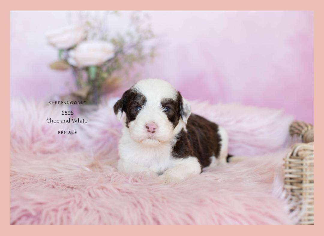 991003001786895 | Australian Sheepadoodles Australia