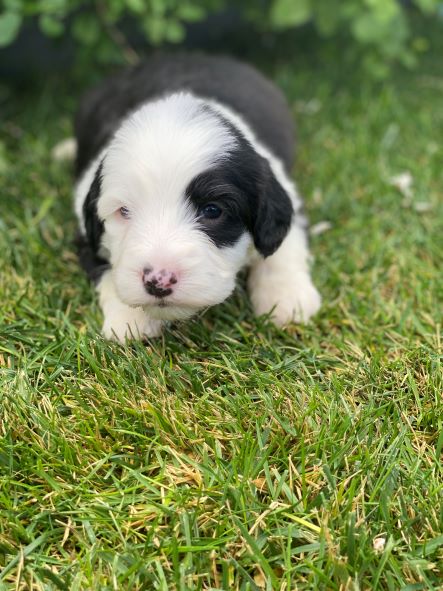 991003001786707 | Australian Sheepadoodles Australia