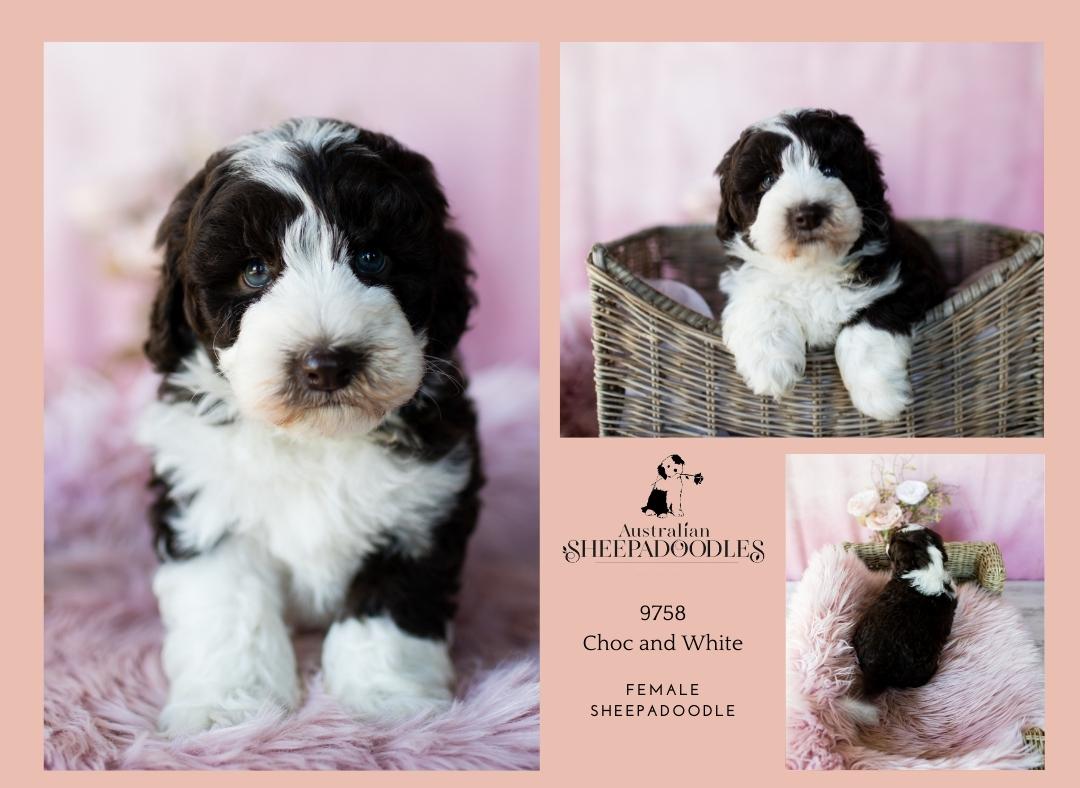 991003001919758 | Australian Sheepadoodles Australia