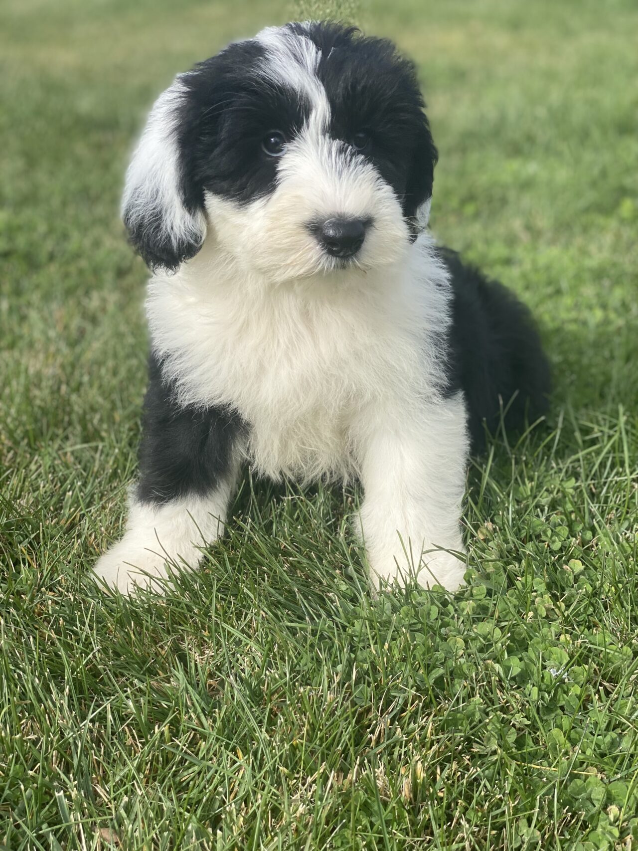 991003001919660 | Australian Sheepadoodles Australia