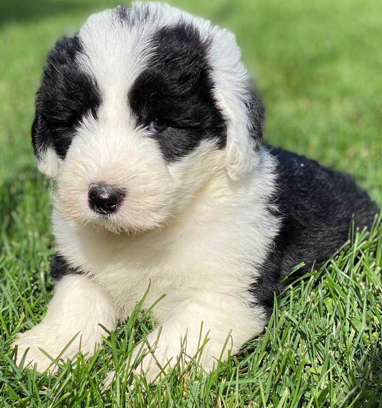 991003001919654 | Australian Sheepadoodles Australia