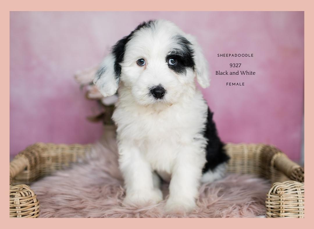 991003001919327 | Australian Sheepadoodles Australia