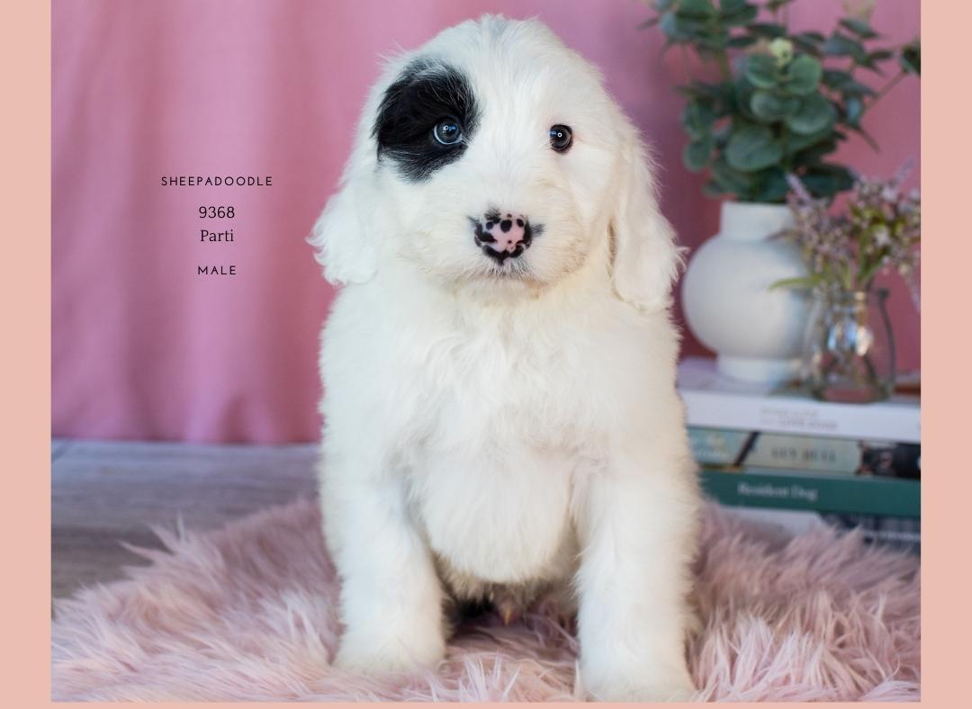 991003001919368 | Australian Sheepadoodles Australia