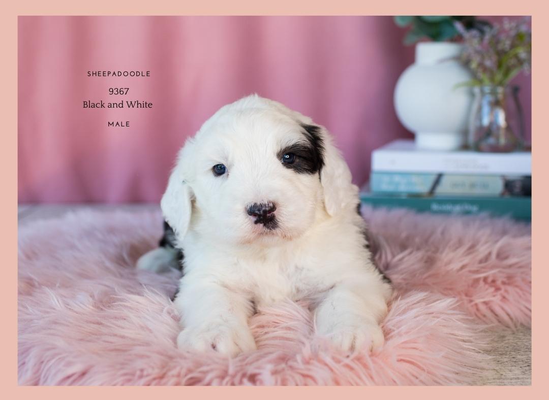 991003001919367 | Australian Sheepadoodles Australia