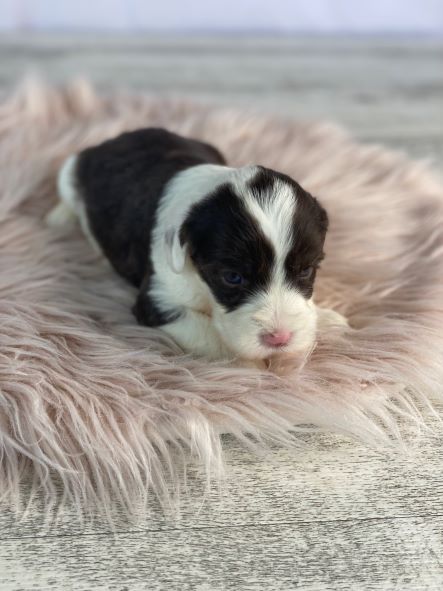 991003001922356 | Australian Sheepadoodles Australia