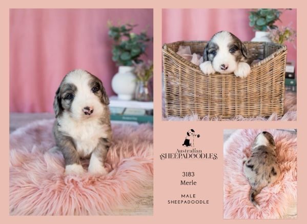 991003001923183 | Australian Sheepadoodles Australia