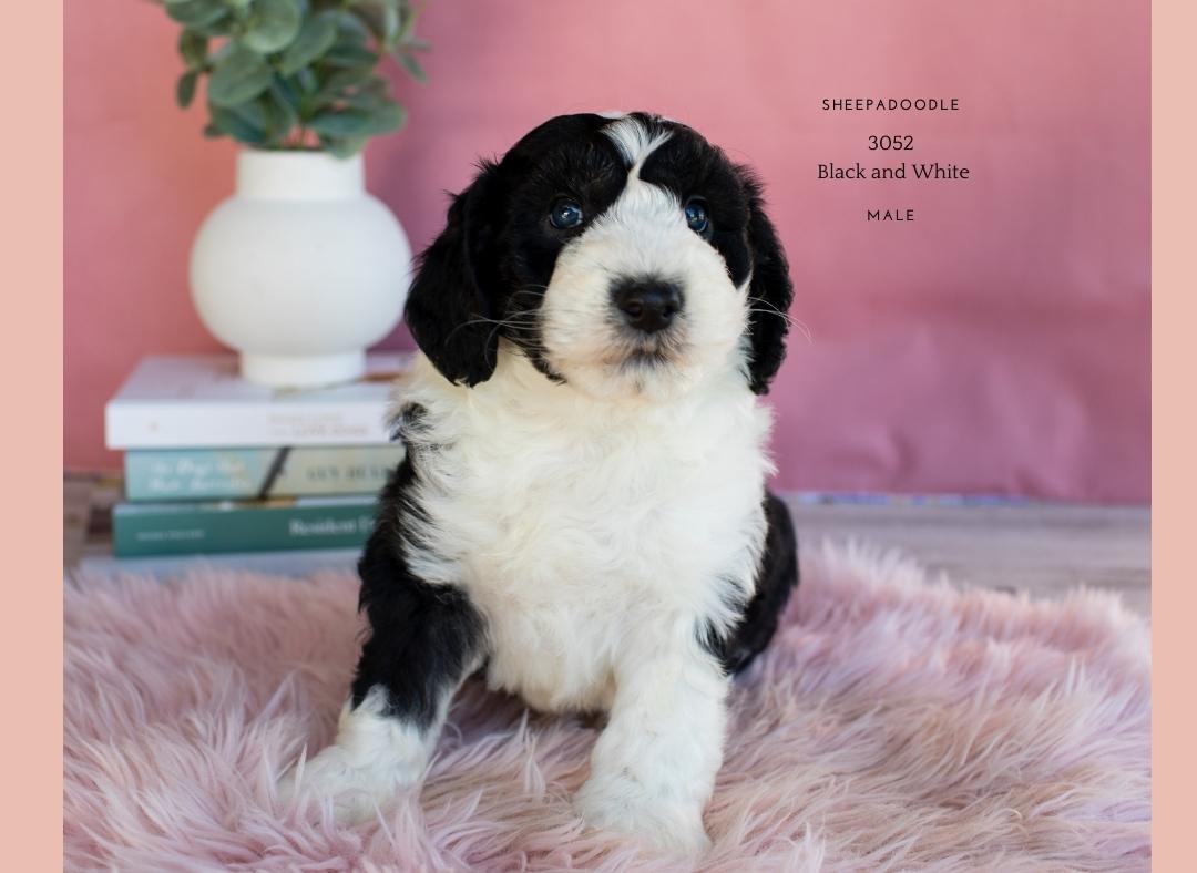 991003001923052 | Australian Sheepadoodles Australia