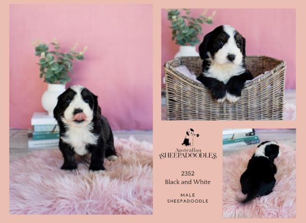 991003001922352 | Australian Sheepadoodles Australia