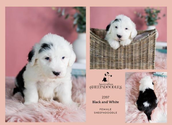 991003001922397 | Australian Sheepadoodles Australia