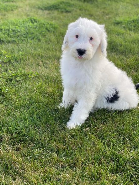 991003001923066 | Australian Sheepadoodles Australia