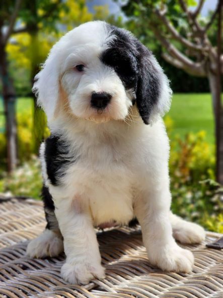 991003001922416 | Australian Sheepadoodles Australia