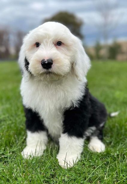 991003001923062 | Australian Sheepadoodles Australia