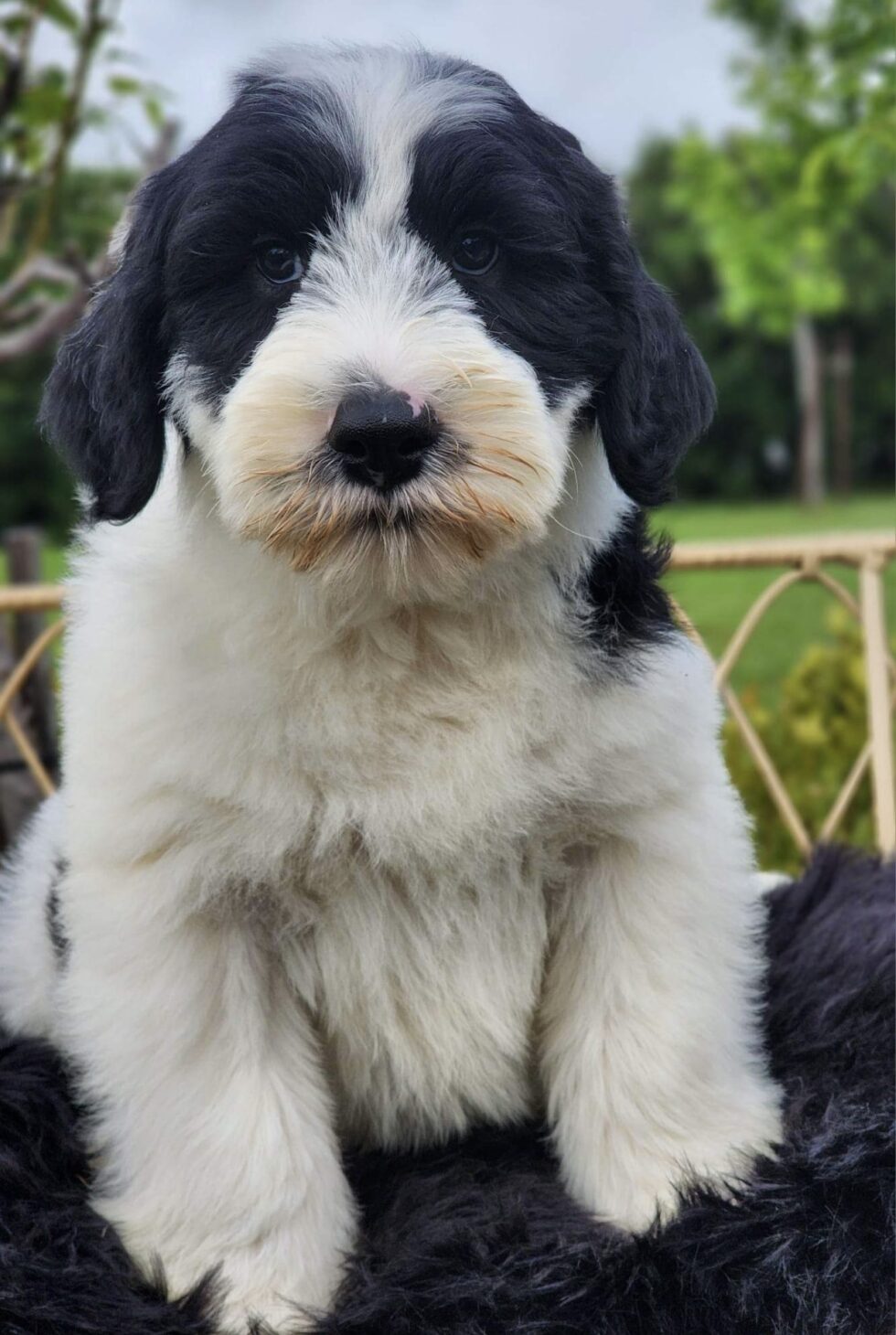 991003001922413 | Australian Sheepadoodles Australia