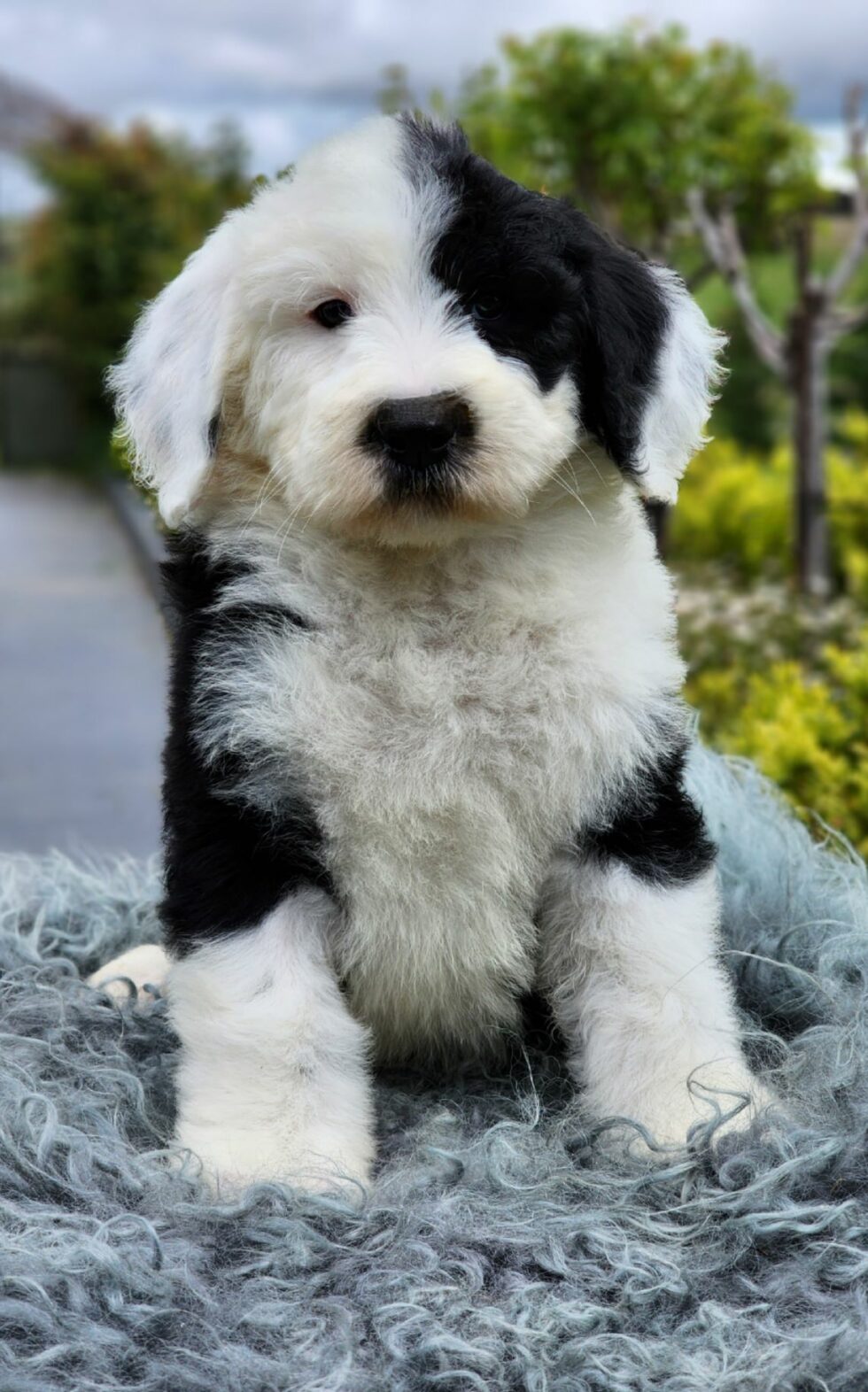 991003001922417 | Australian Sheepadoodles Australia