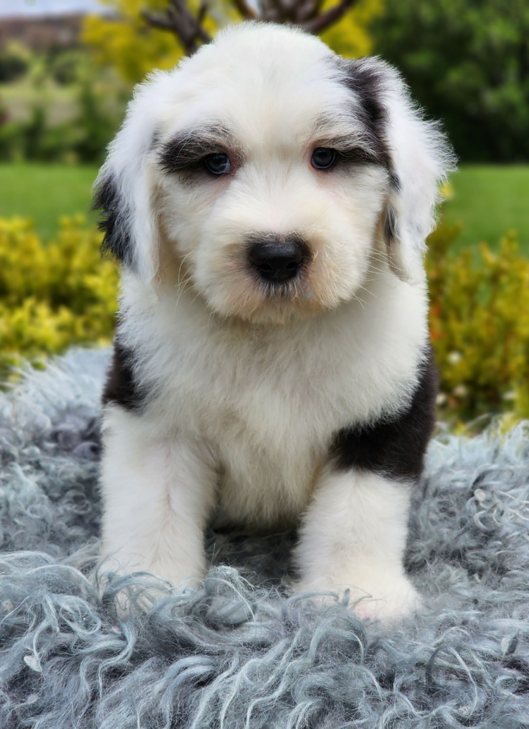 991003001923172 | Australian Sheepadoodles Australia