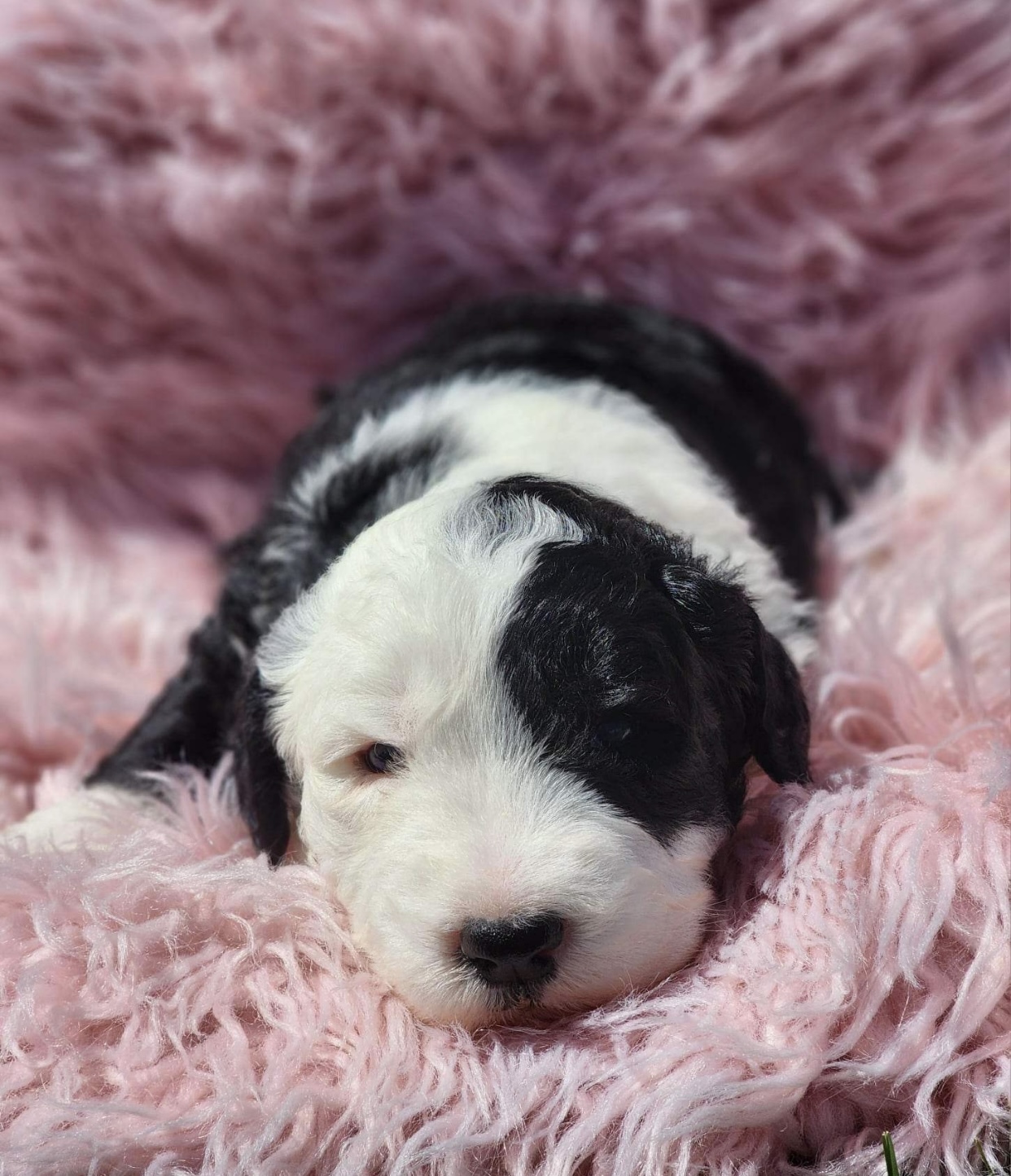 991001005231922 | Australian Sheepadoodles Australia