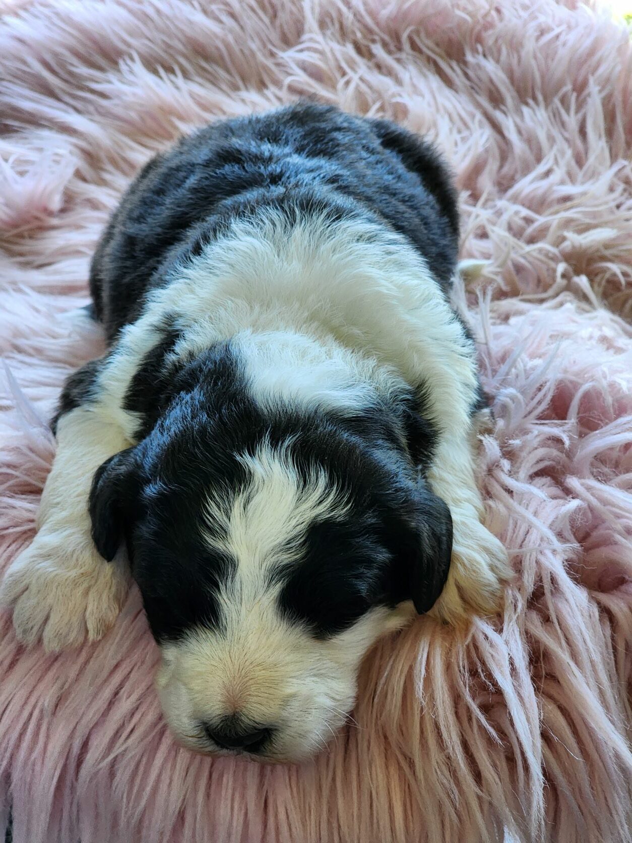 991001005231964 | Australian Sheepadoodles Australia