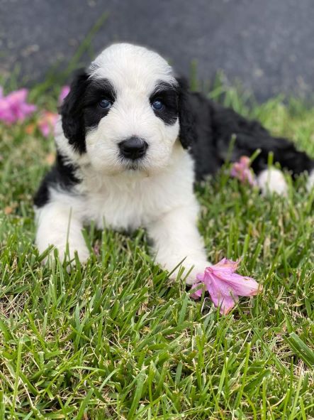 991001005231968 | Australian Sheepadoodles Australia