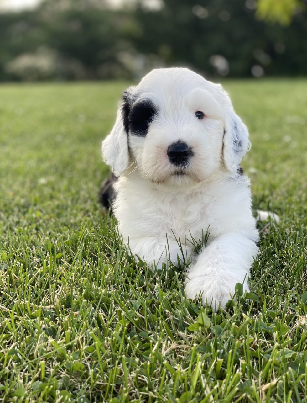 991001005231924 | Australian Sheepadoodles Australia