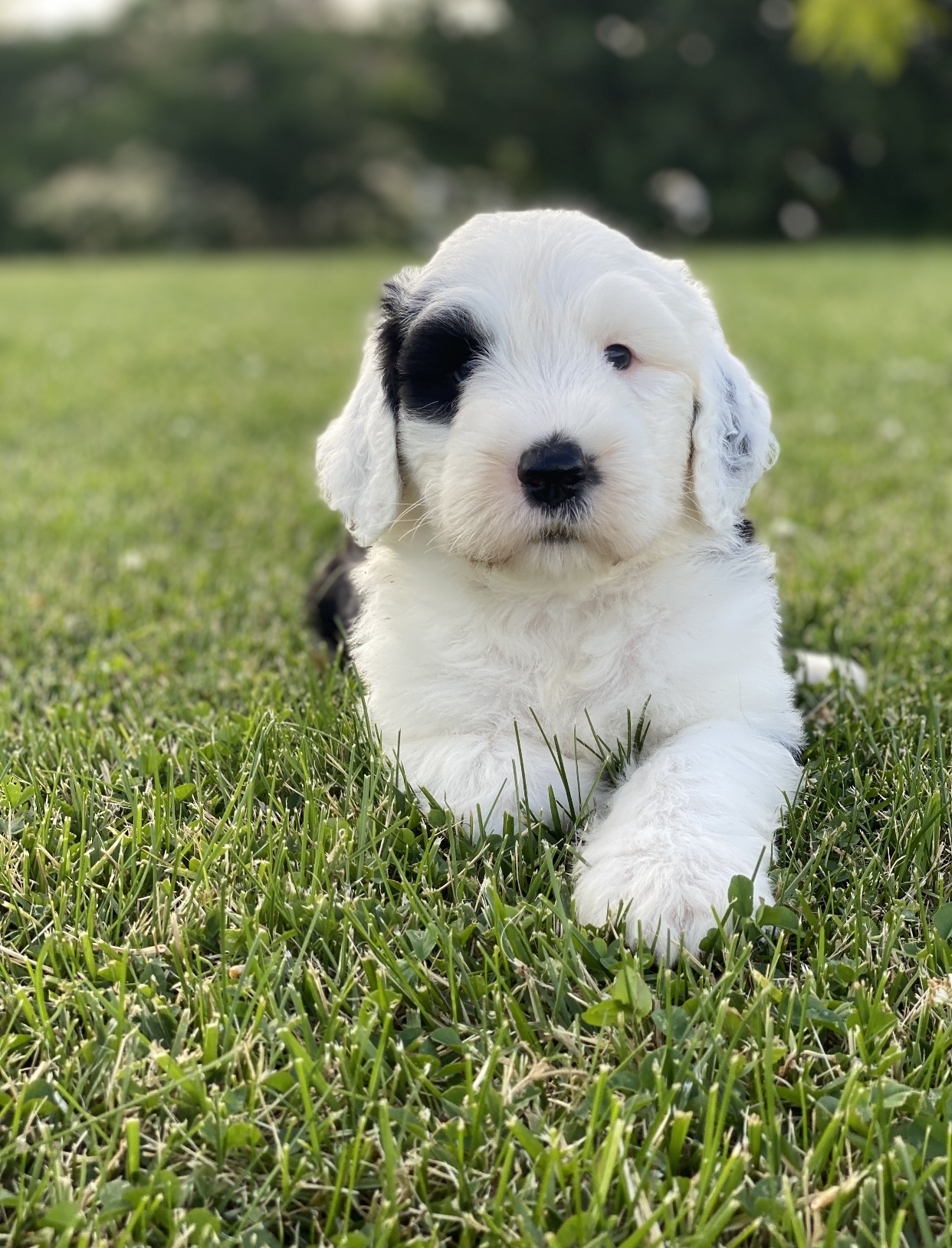 991001005231924 | Australian Sheepadoodles Australia