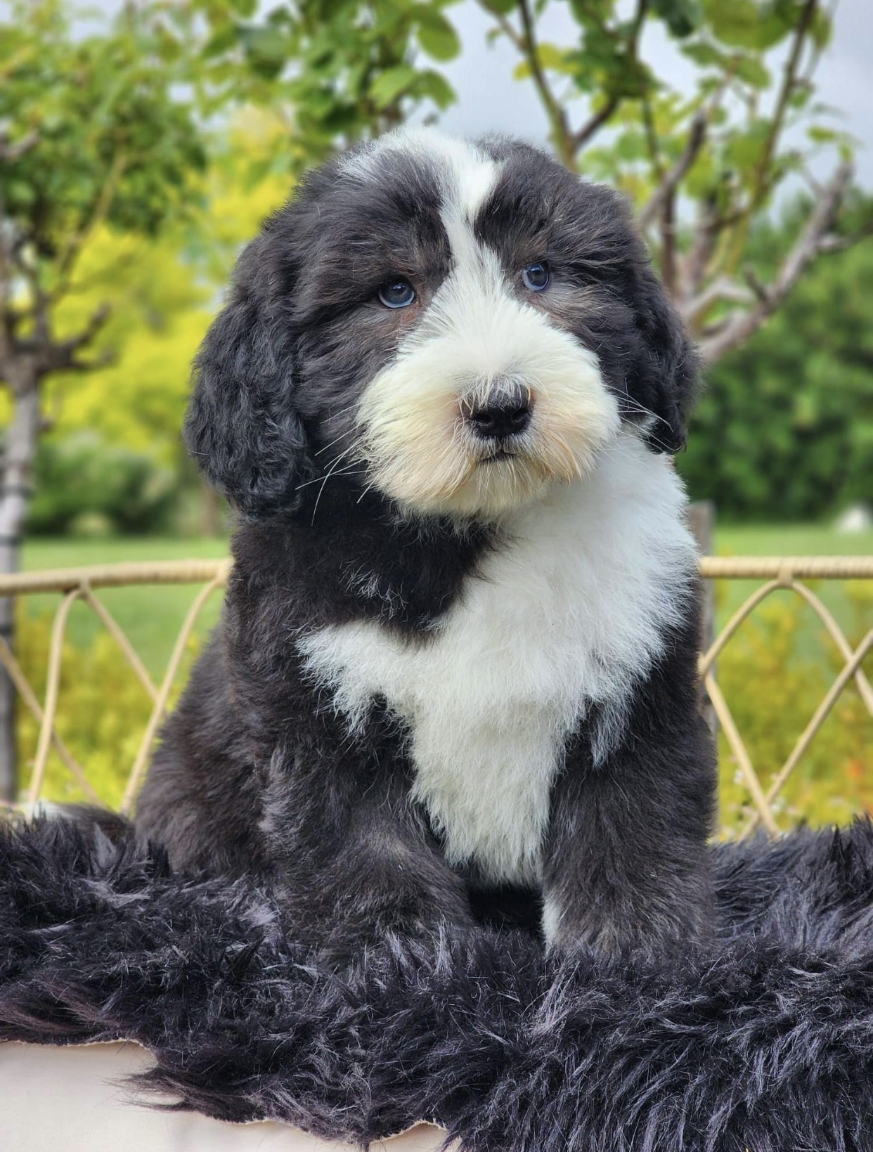 991001005232061 | Australian Sheepadoodles Australia