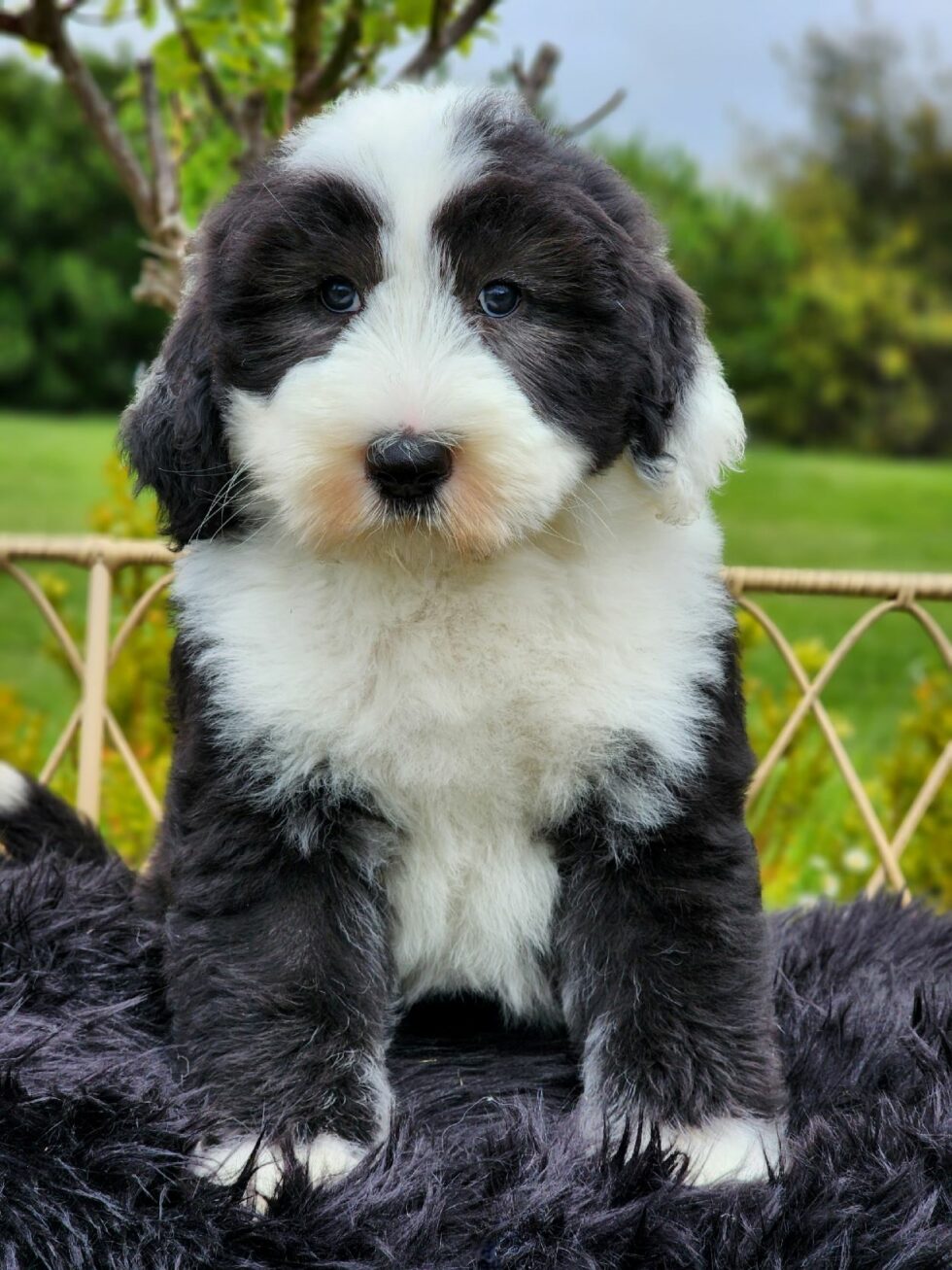 991001005232067 | Australian Sheepadoodles Australia