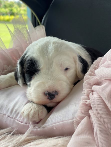 991001005231926 | Australian Sheepadoodles Australia