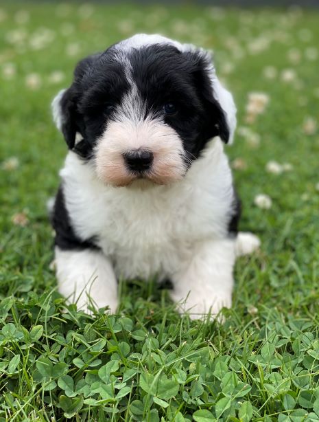 991003002043001 | Australian Sheepadoodles Australia