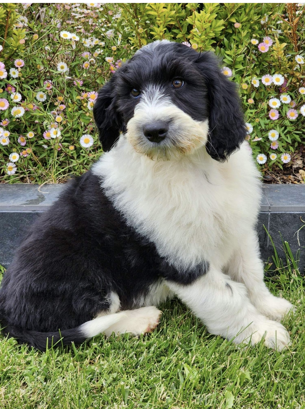 991003001922697 | Australian Sheepadoodles Australia