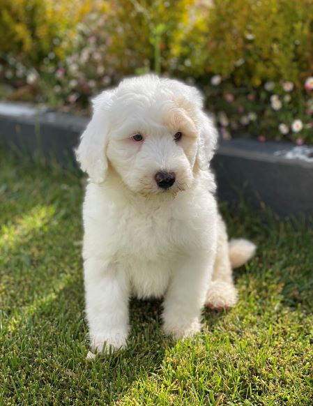 991001005231886 | Australian Sheepadoodles Australia