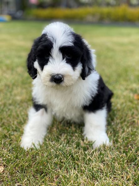 991001005231965 | Australian Sheepadoodles Australia