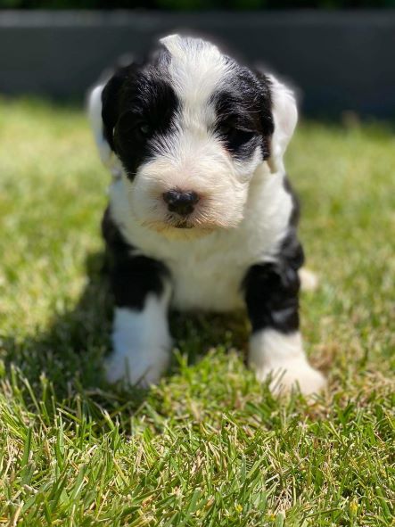 991001005232213 | Australian Sheepadoodles Australia