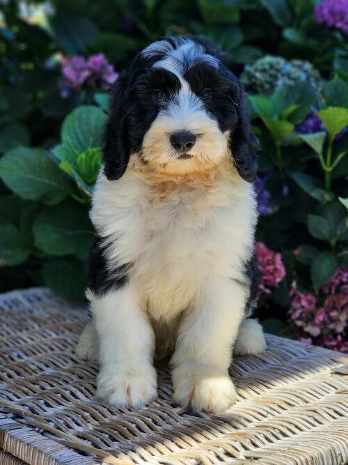 991003002072902 | Australian Sheepadoodles Australia