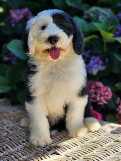 991003002073063 | Australian Sheepadoodles Australia