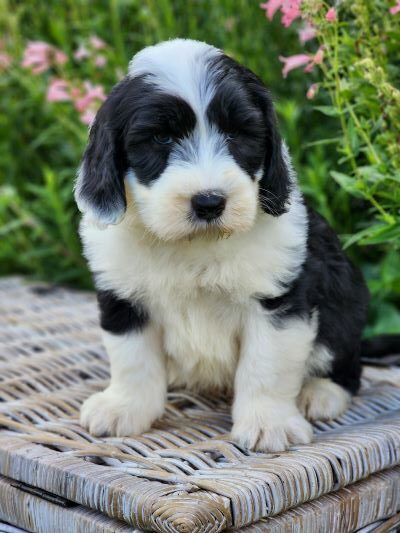 991003002073068 | Australian Sheepadoodles Australia