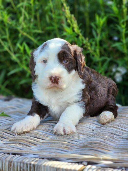 991003002069566 | Australian Sheepadoodles Australia