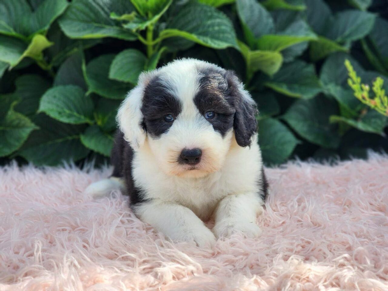 991003002069813 | Australian Sheepadoodles Australia