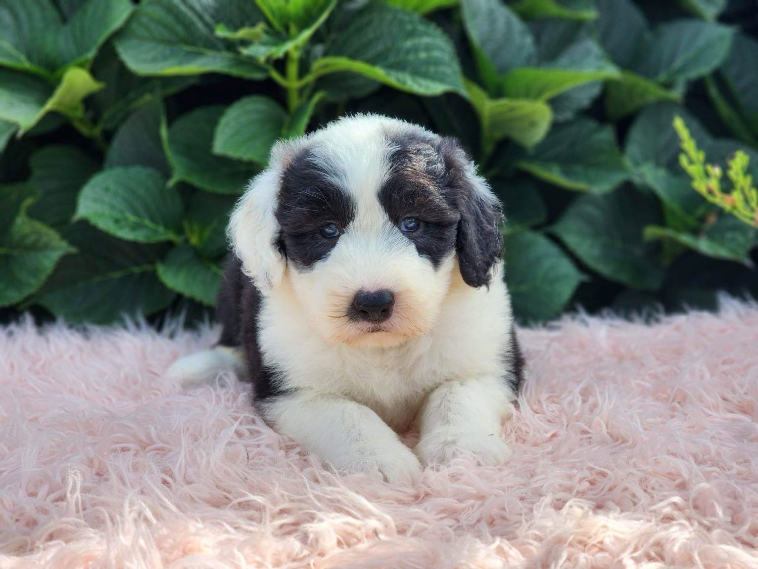 991003002069813 | Australian Sheepadoodles Australia