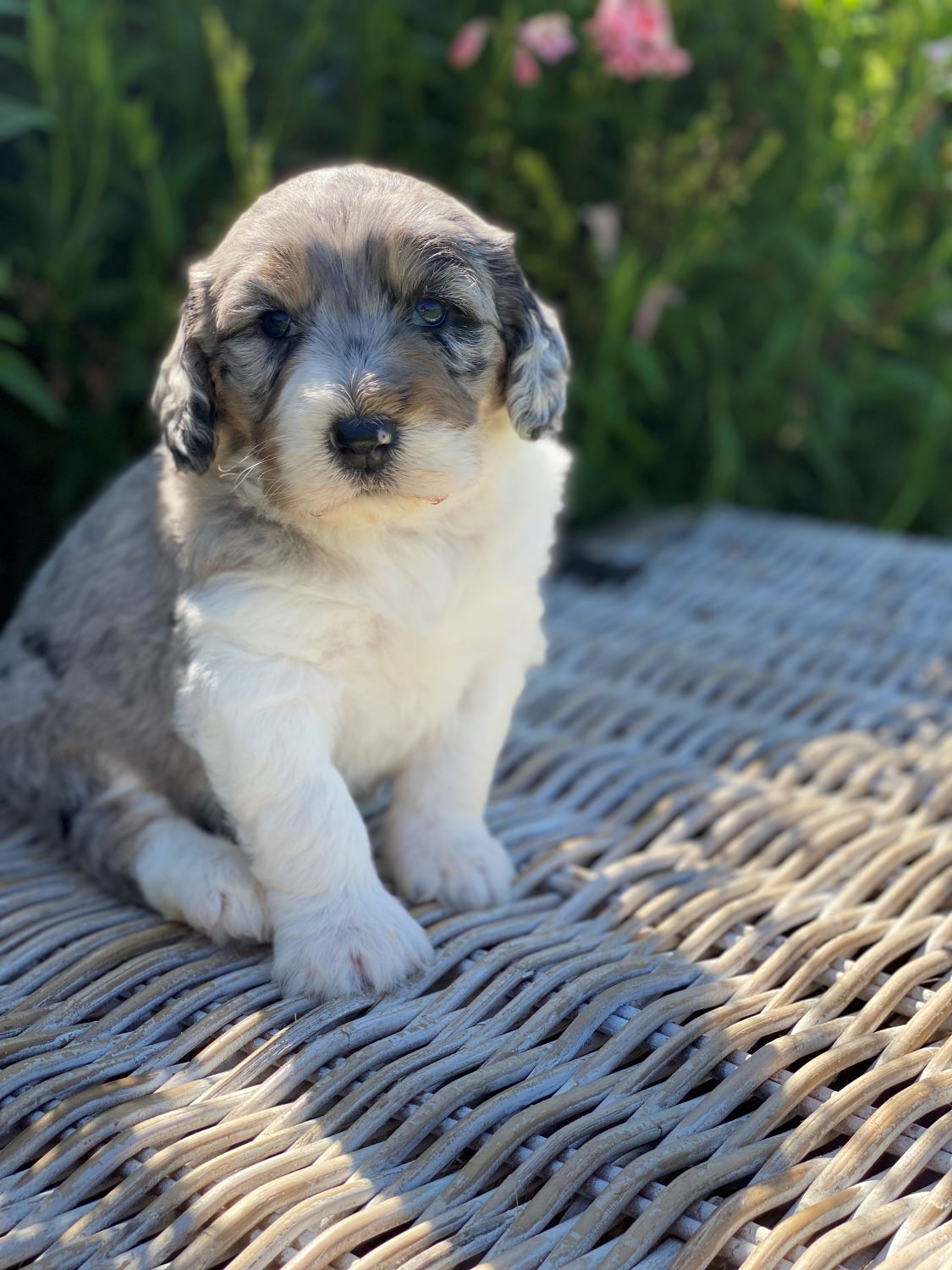 991003002069813 | Australian Sheepadoodles Australia