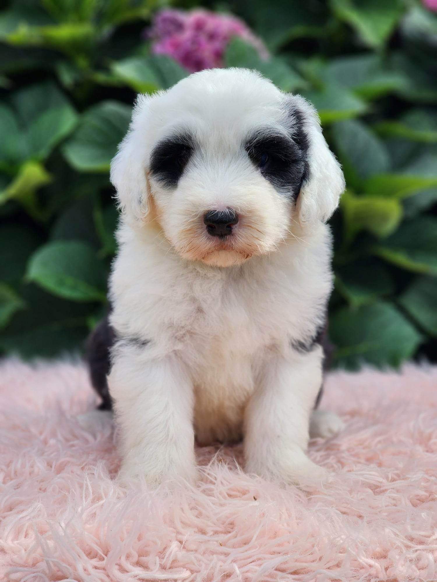 991003002069814 | Australian Sheepadoodles Australia