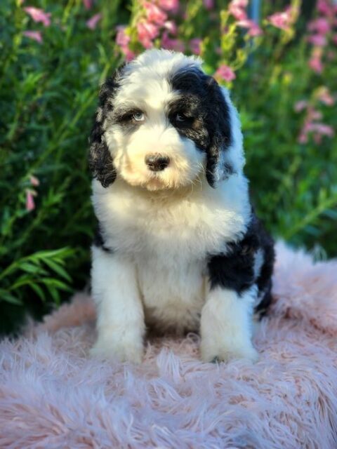 991001005232223 | Australian Sheepadoodles Australia