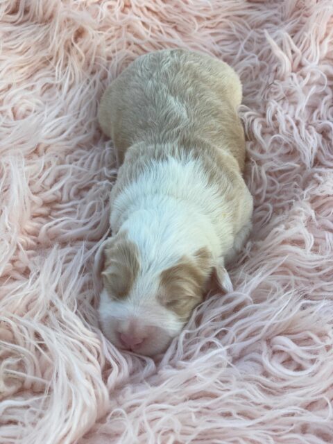 991001005233577 | Australian Sheepadoodles Australia