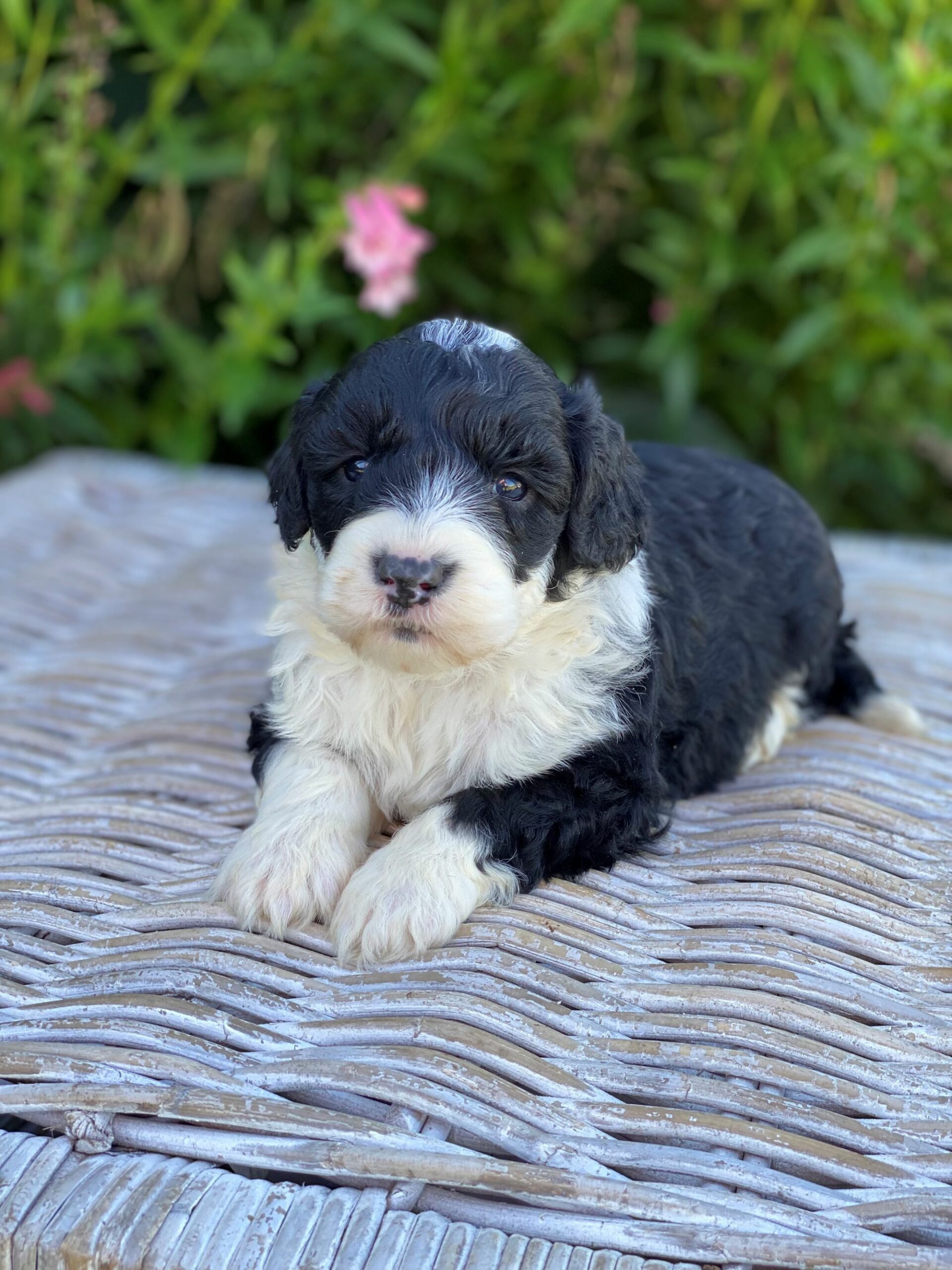 991003002335819 | Australian Sheepadoodles Australia